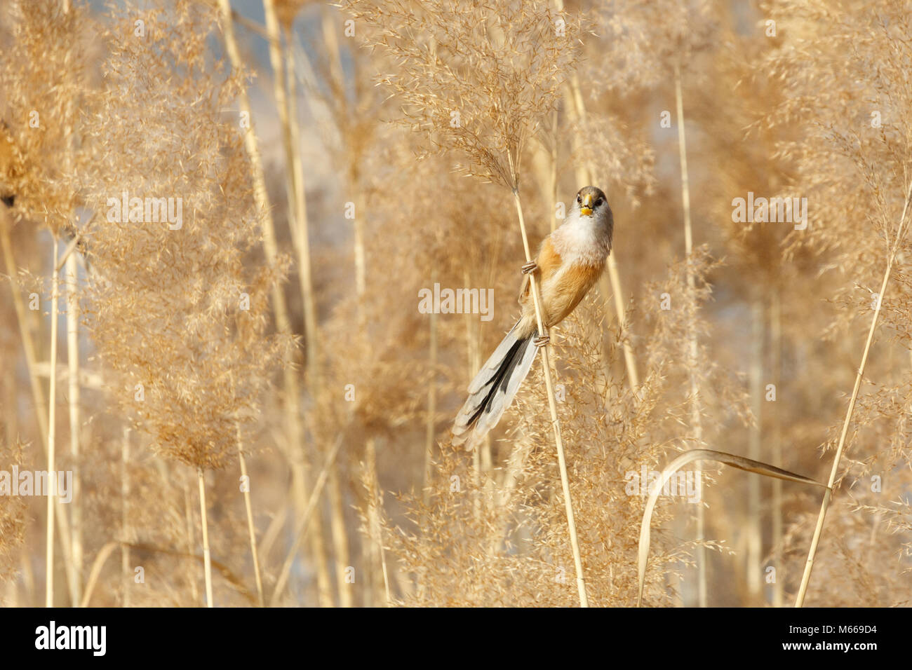 Reed Parrotbill bird at beijing Wan Ping Lake park Stock Photo - Alamy