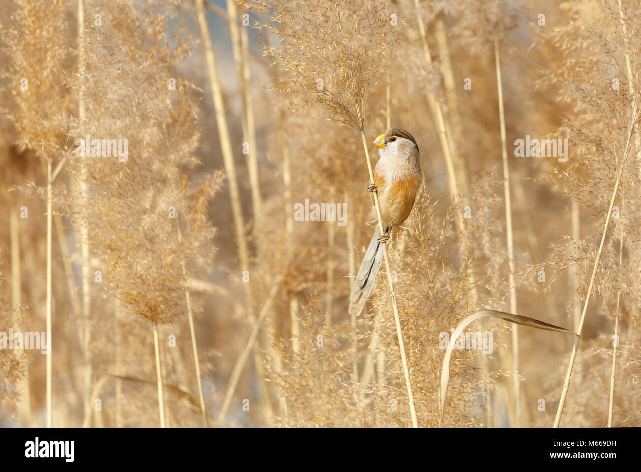 Reed Parrotbill bird at beijing Wan Ping Lake park Stock Photo - Alamy