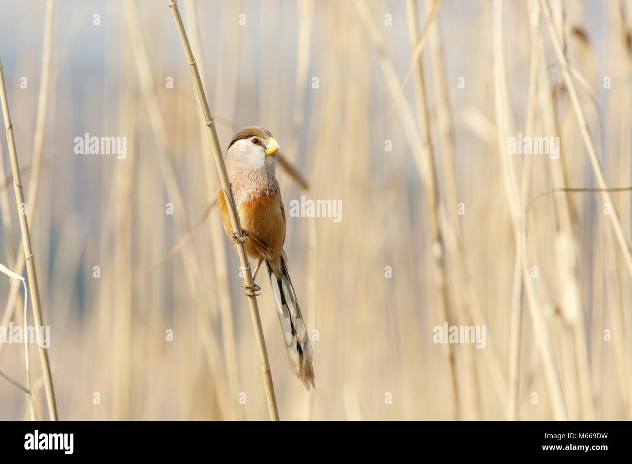 Beijing park bird hi-res stock photography and images - Alamy