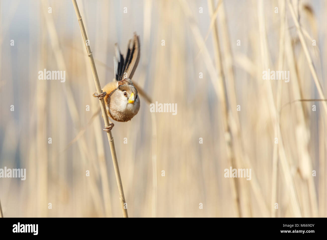 Reed parrotbill hi-res stock photography and images - Alamy