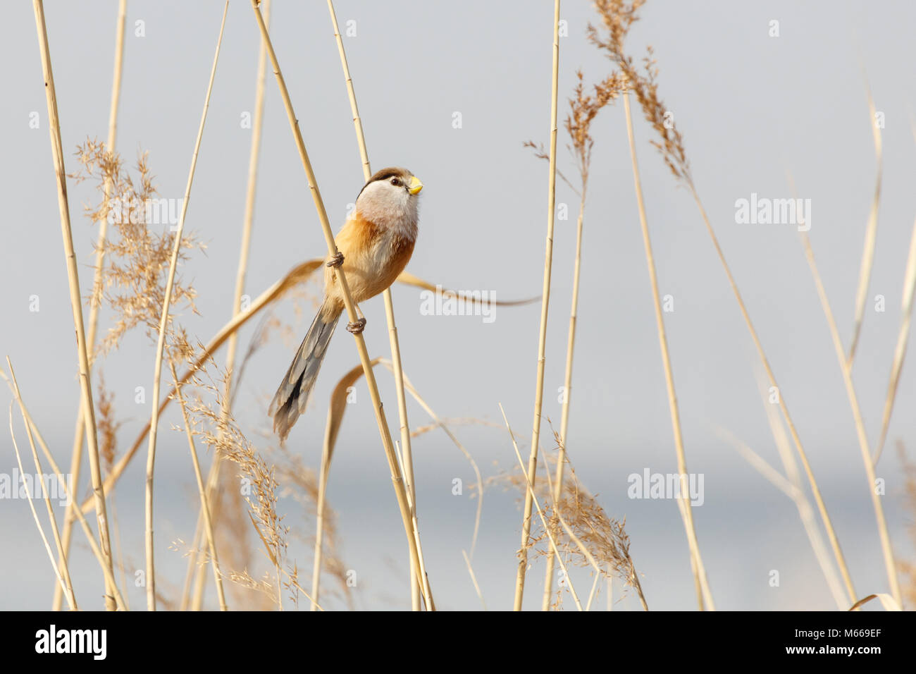 Reed Parrotbill bird at beijing Wan Ping Lake park Stock Photo - Alamy