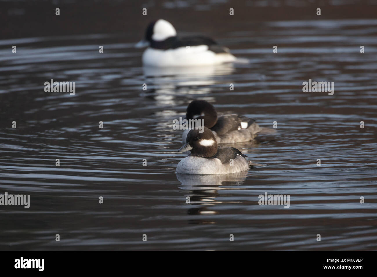 Female bufflehead hi-res stock photography and images - Alamy
