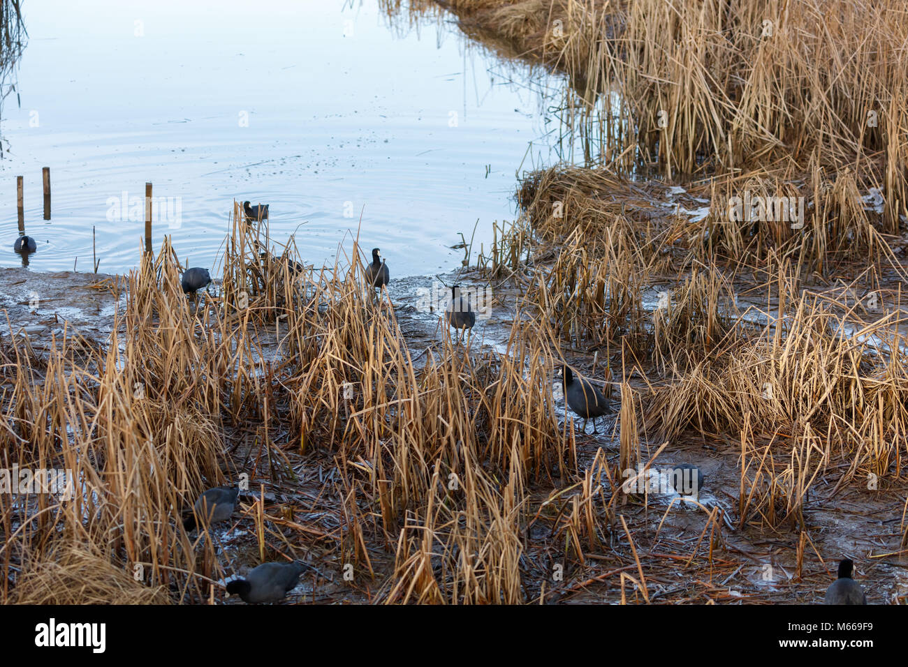 American Coot Bird in winter at BC Canada Stock Photo - Alamy