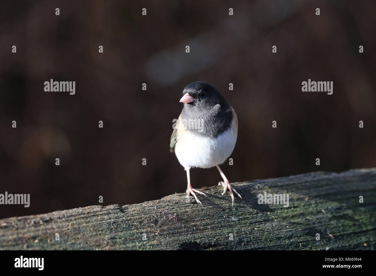 Dark eyed junco bird hi-res stock photography and images - Alamy
