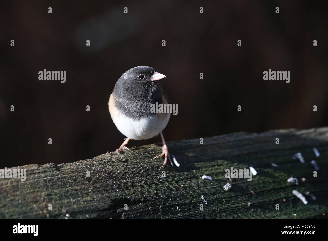 Junco bird hi-res stock photography and images - Alamy