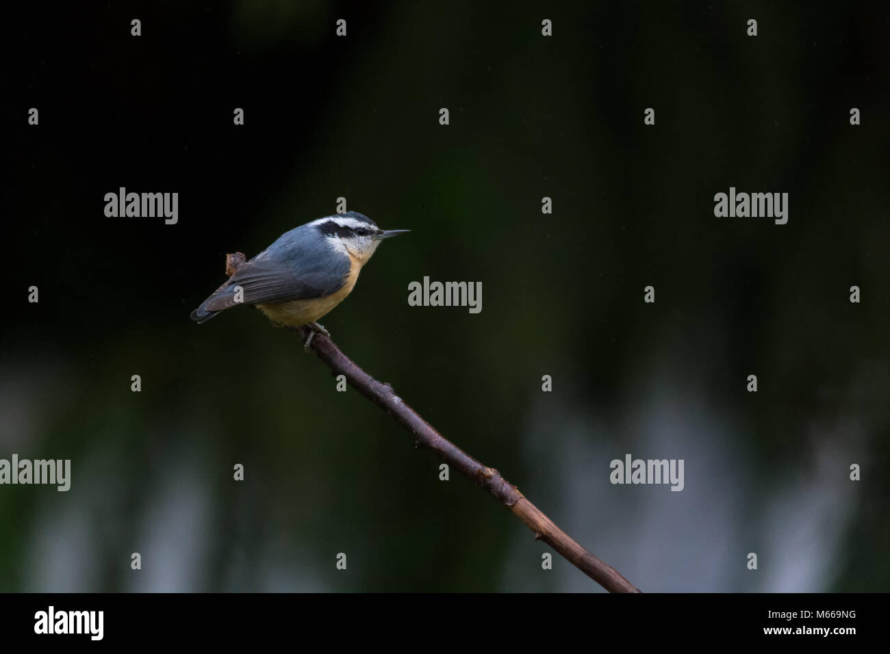 Red-breasted Nuthatch Bird in winter at BC Canada Stock Photo - Alamy
