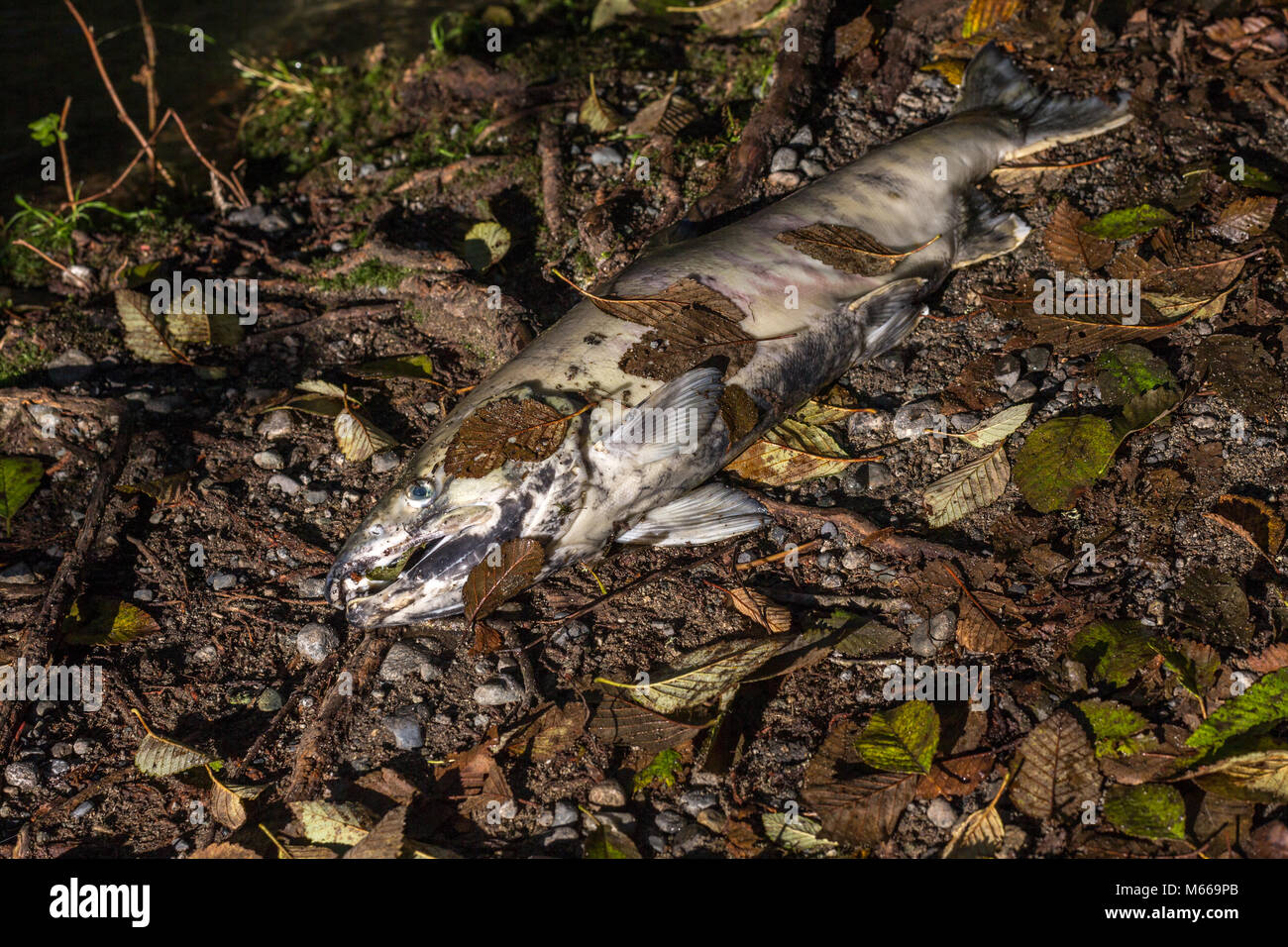 Body fish hi-res stock photography and images - Alamy