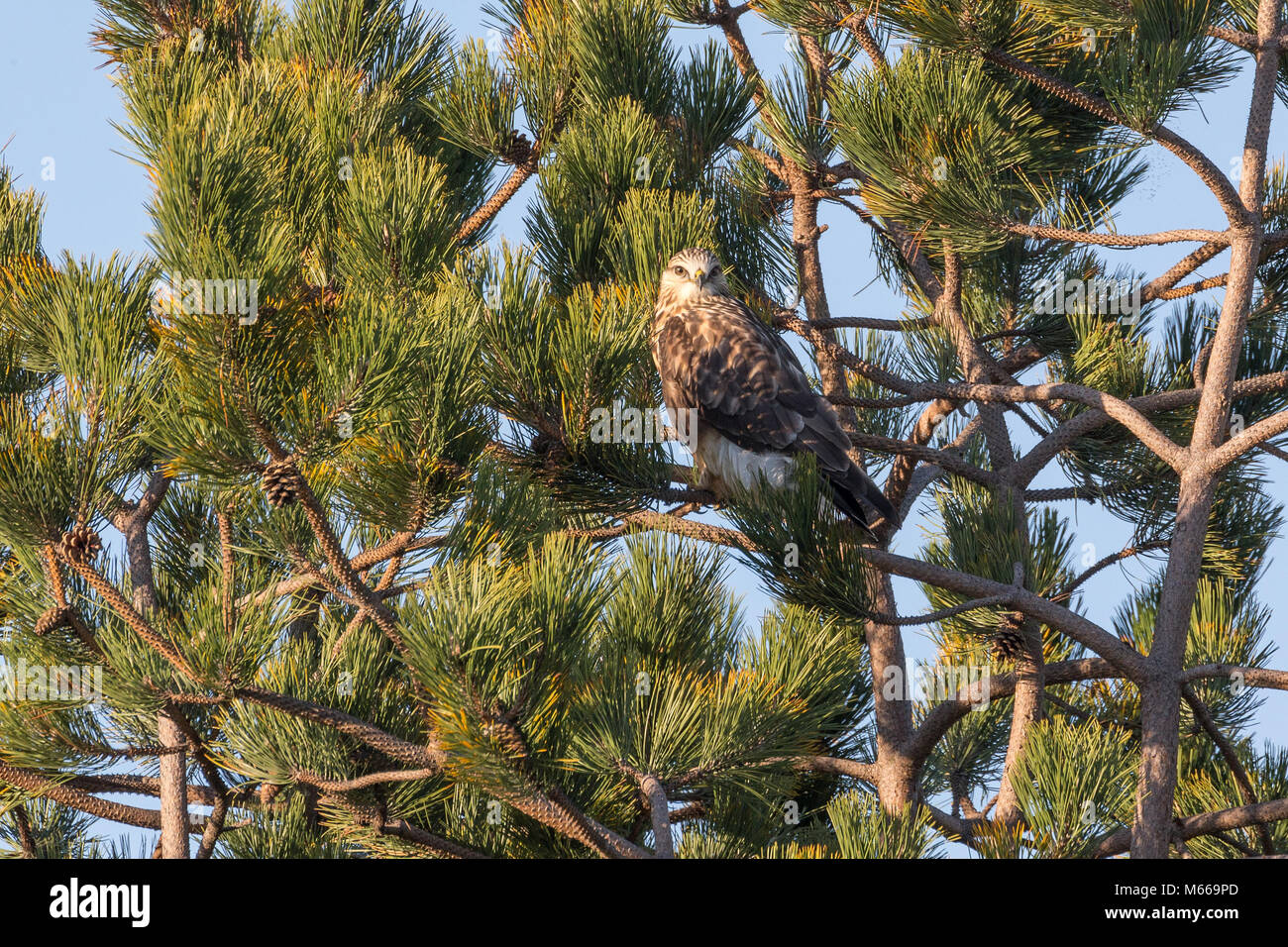 a Rough legged Hawk at BC Canada Stock Photo - Alamy