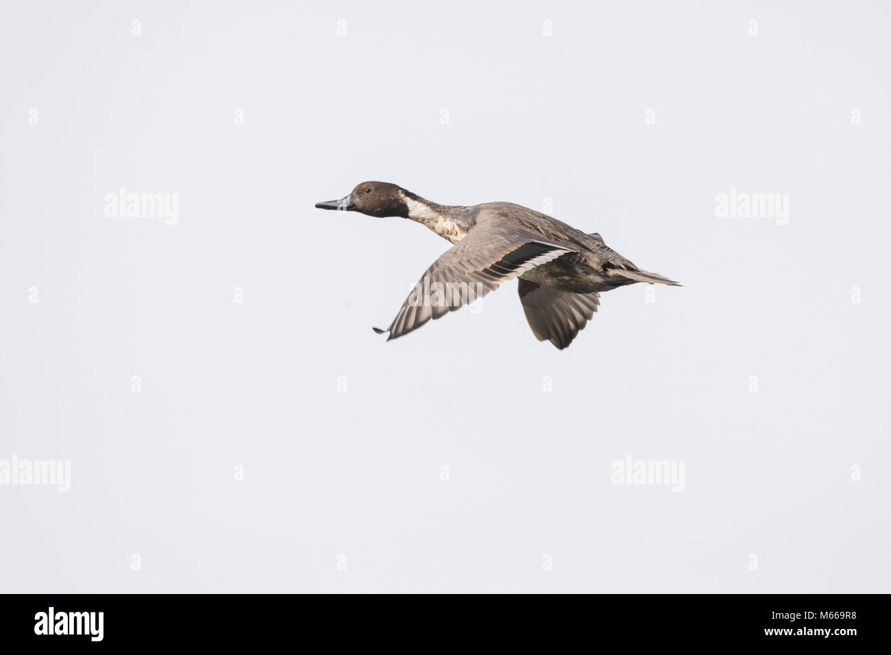 Northern pintail duck hi-res stock photography and images - Alamy