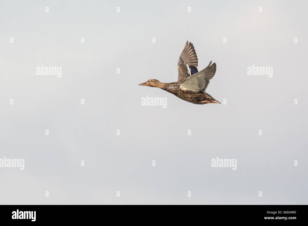 Female Flying Mallard duck at BC Canada Stock Photo - Alamy