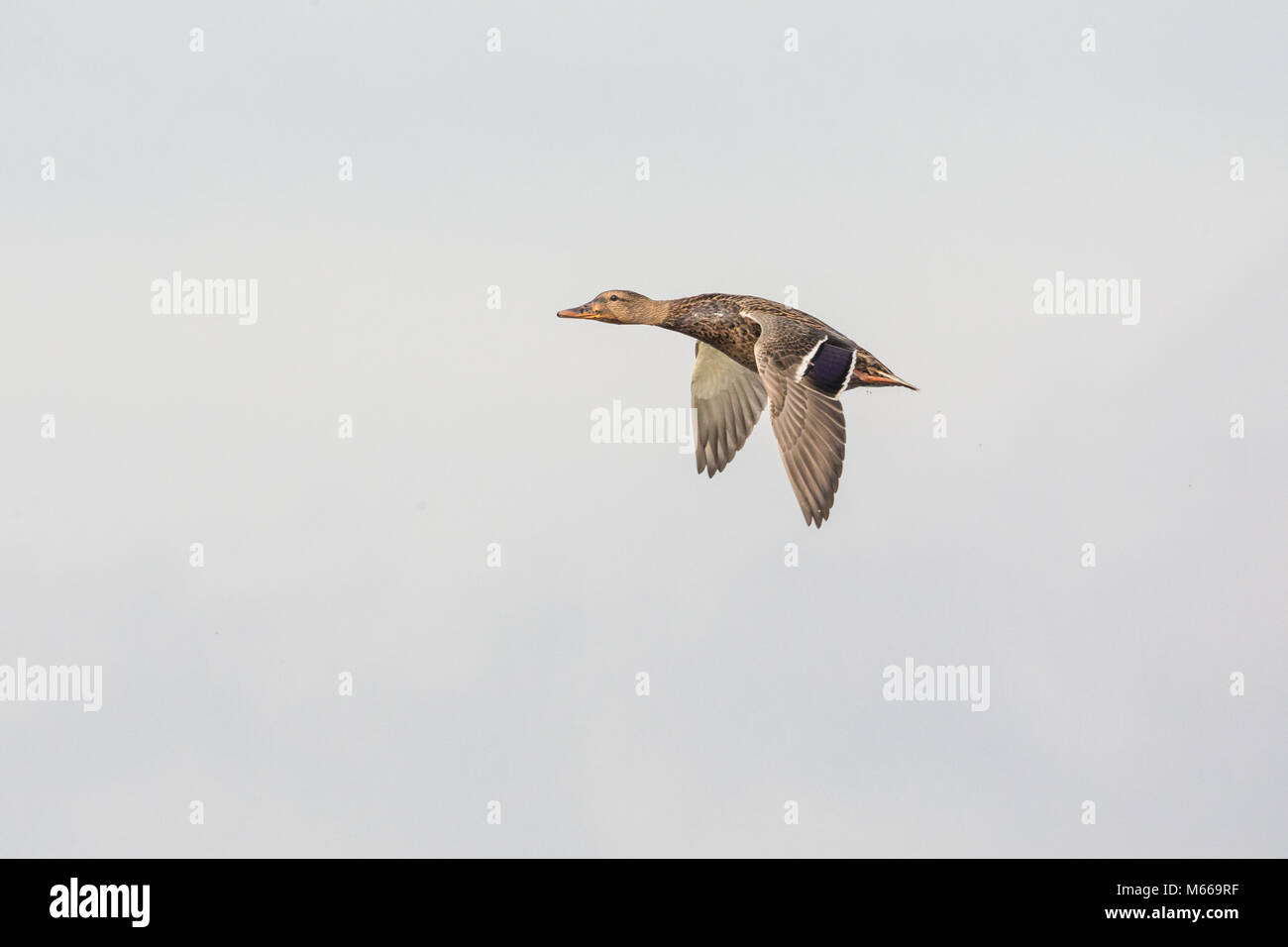 Female Flying Mallard duck at BC Canada Stock Photo - Alamy