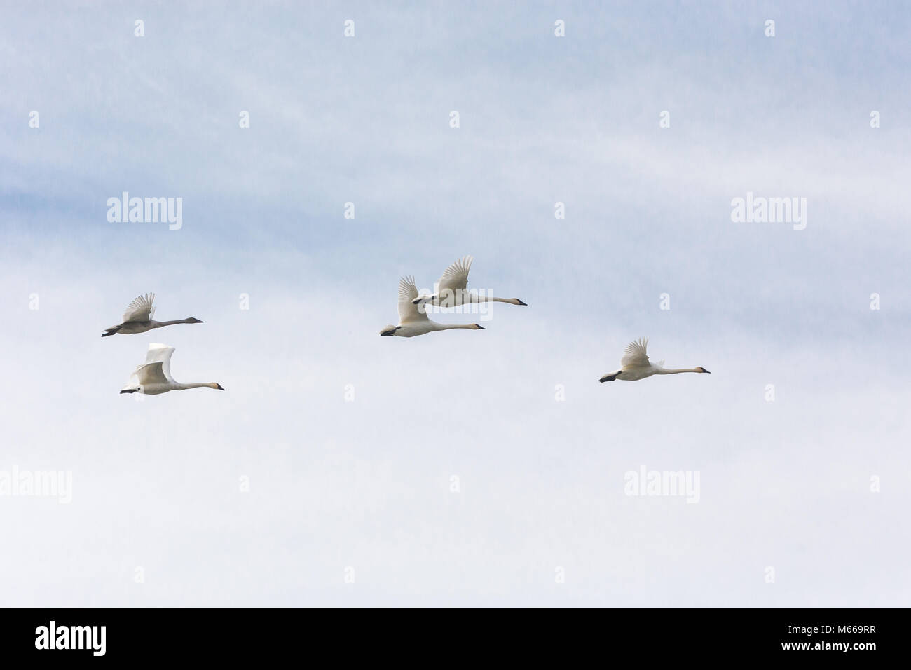 White Flying Trumpeter Swan at BC Canada Stock Photo - Alamy