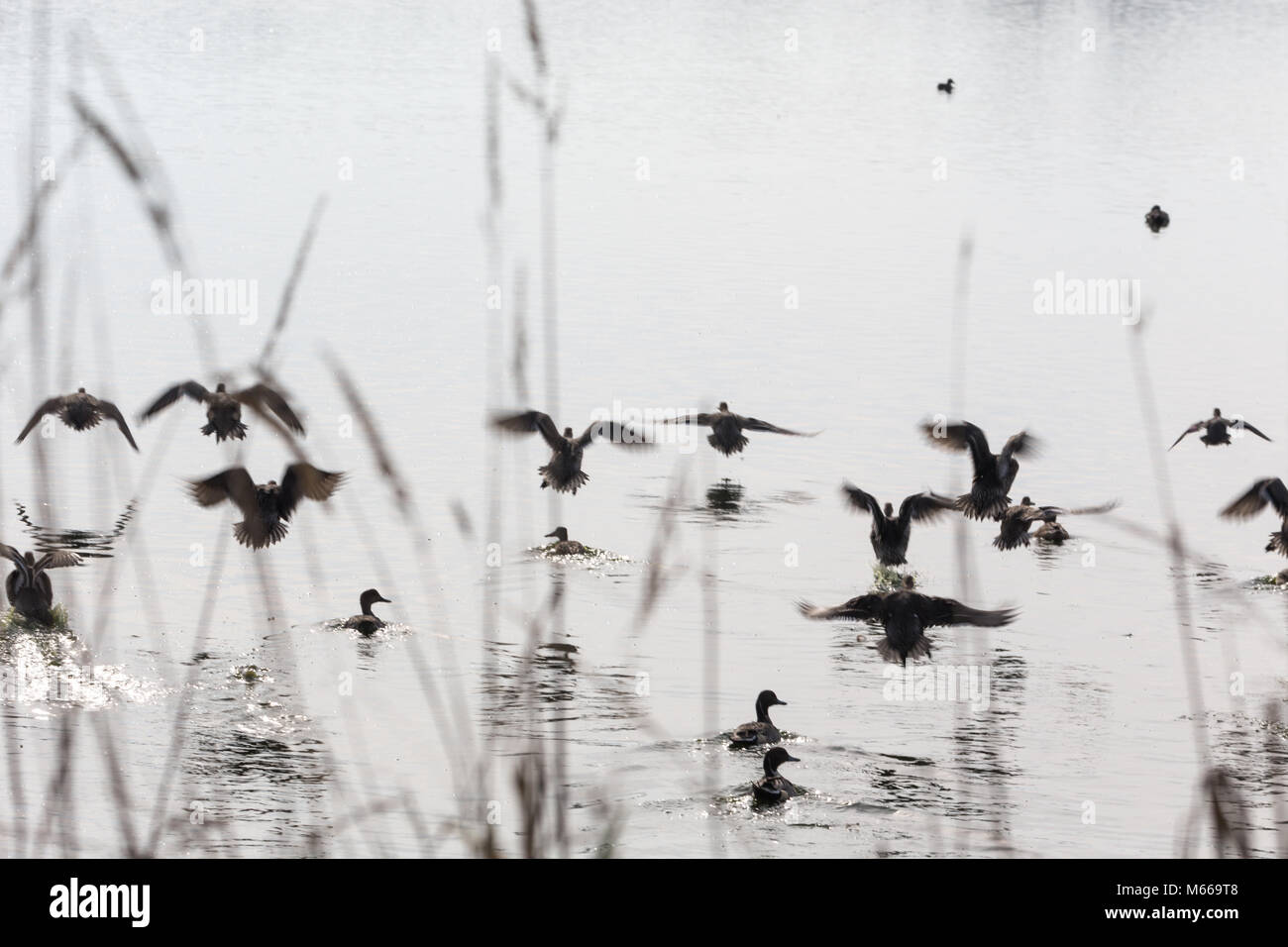 Flying ducks hi-res stock photography and images - Alamy