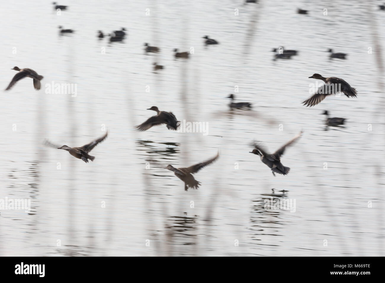 Flying ducks hi-res stock photography and images - Alamy