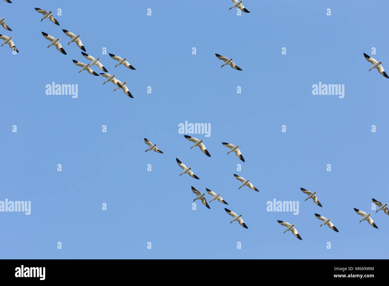 White Flying Snow goose at BC Canada Stock Photo - Alamy