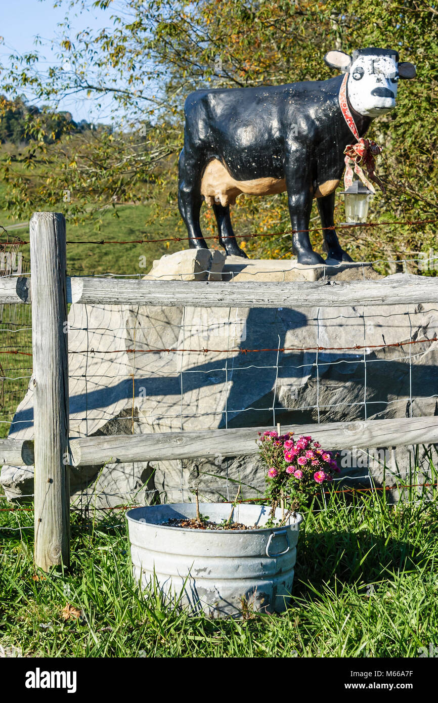 West Virginia,Appalachia Greenbrier County,Alderson,dairy cow ...