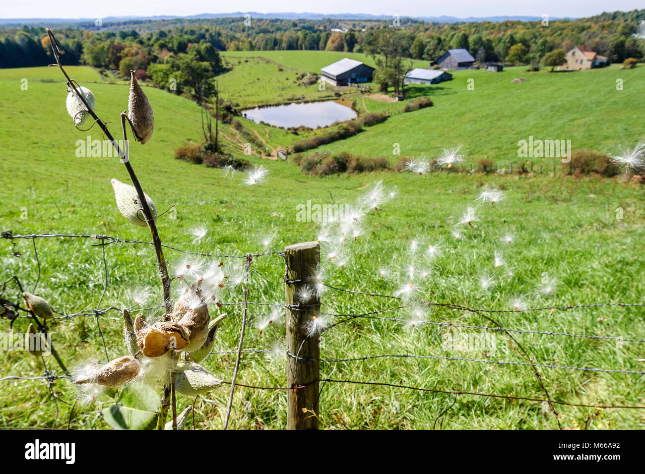 Airborne Seeds Stock Photos & Airborne Seeds Stock Images - Alamy