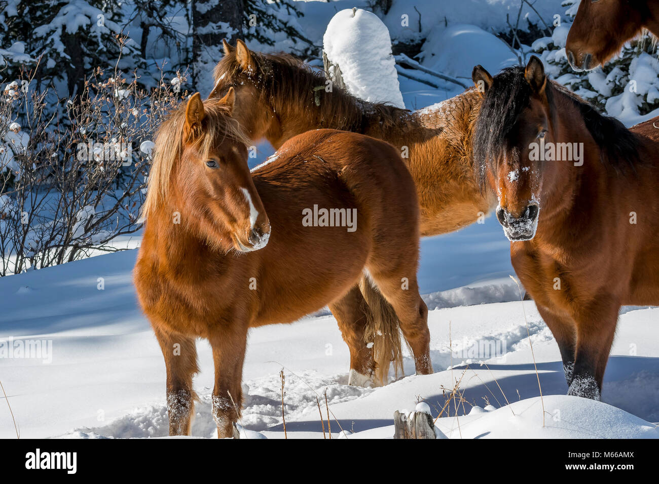 Alberta wild horses hi-res stock photography and images - Alamy
