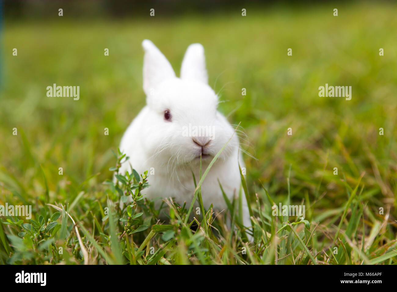 The little white rabbit Stock Photo - Alamy