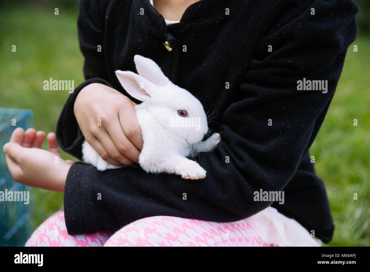 Little white rabbit hi-res stock photography and images - Alamy