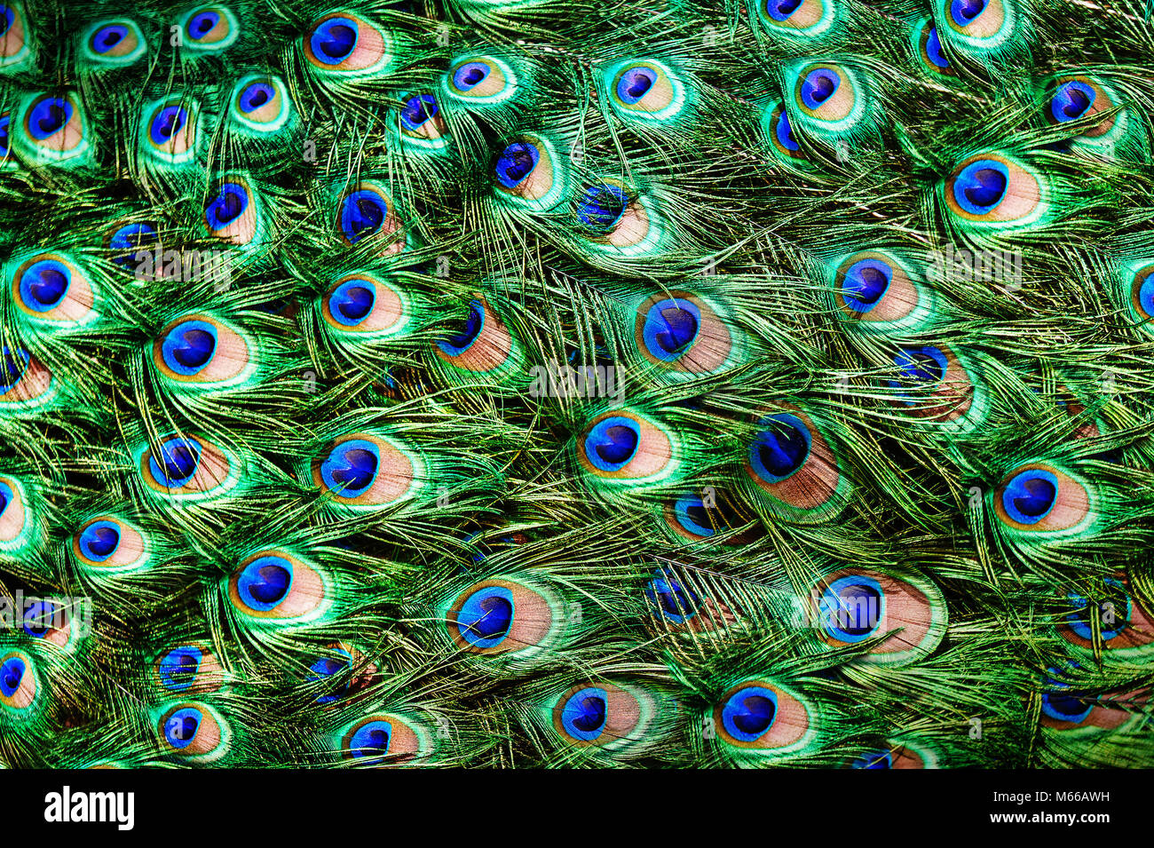 Peacock colorful feather background. Shallow Dof Stock Photo - Alamy
