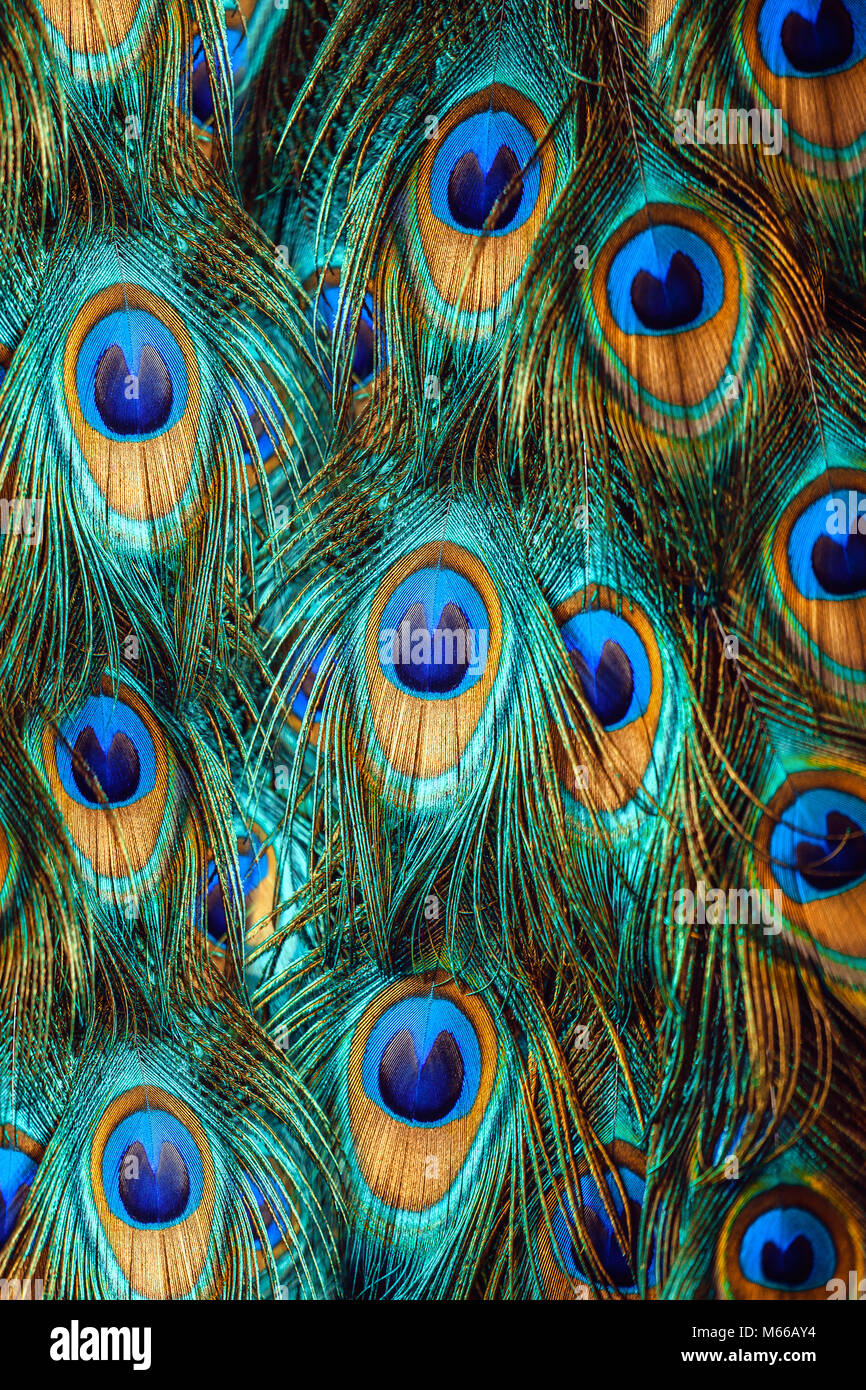 Colorful peacock feathers Stock Photo - Alamy