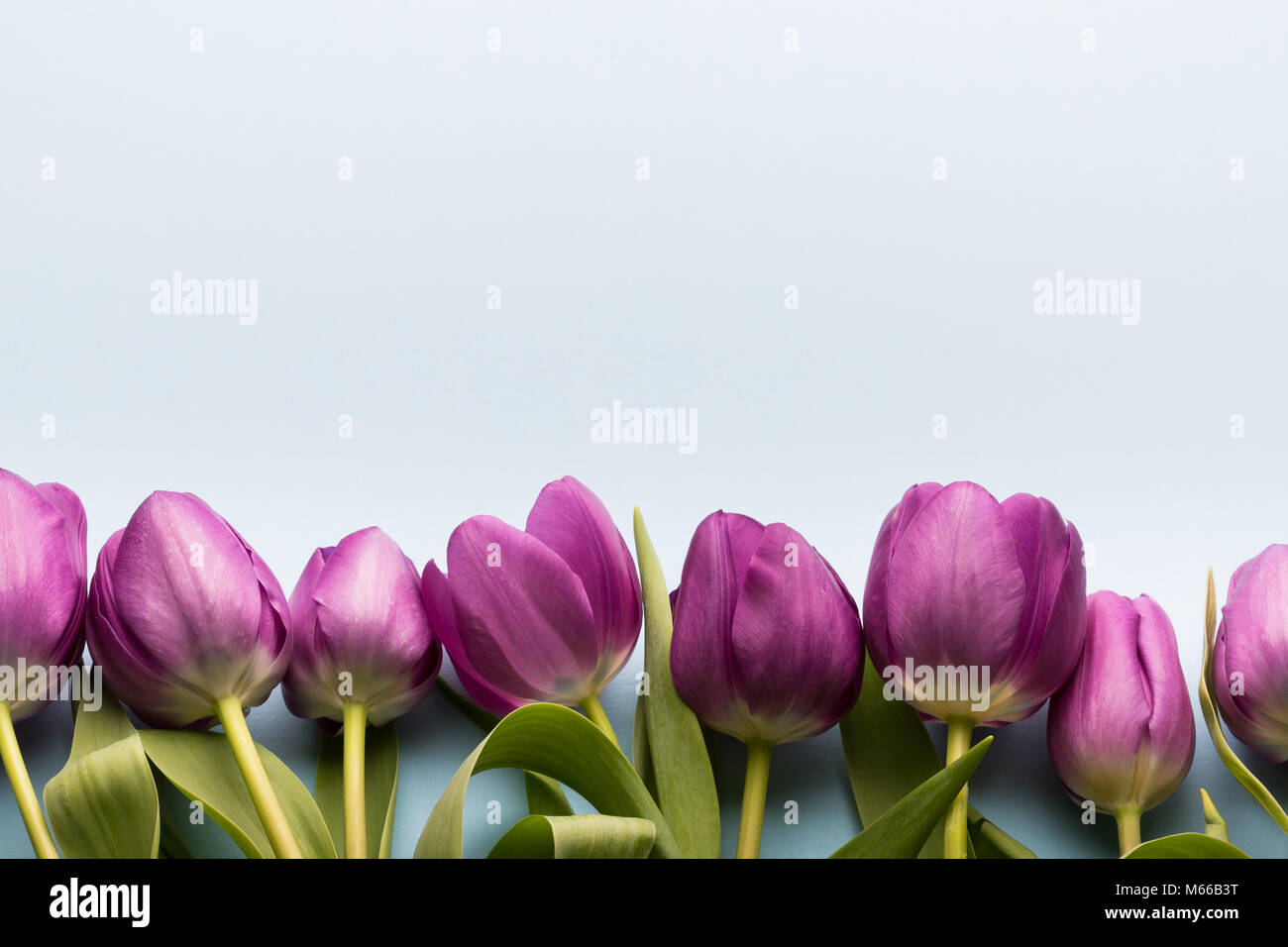 Frame made of colorful purple tulips on blue background. Top view, copy ...