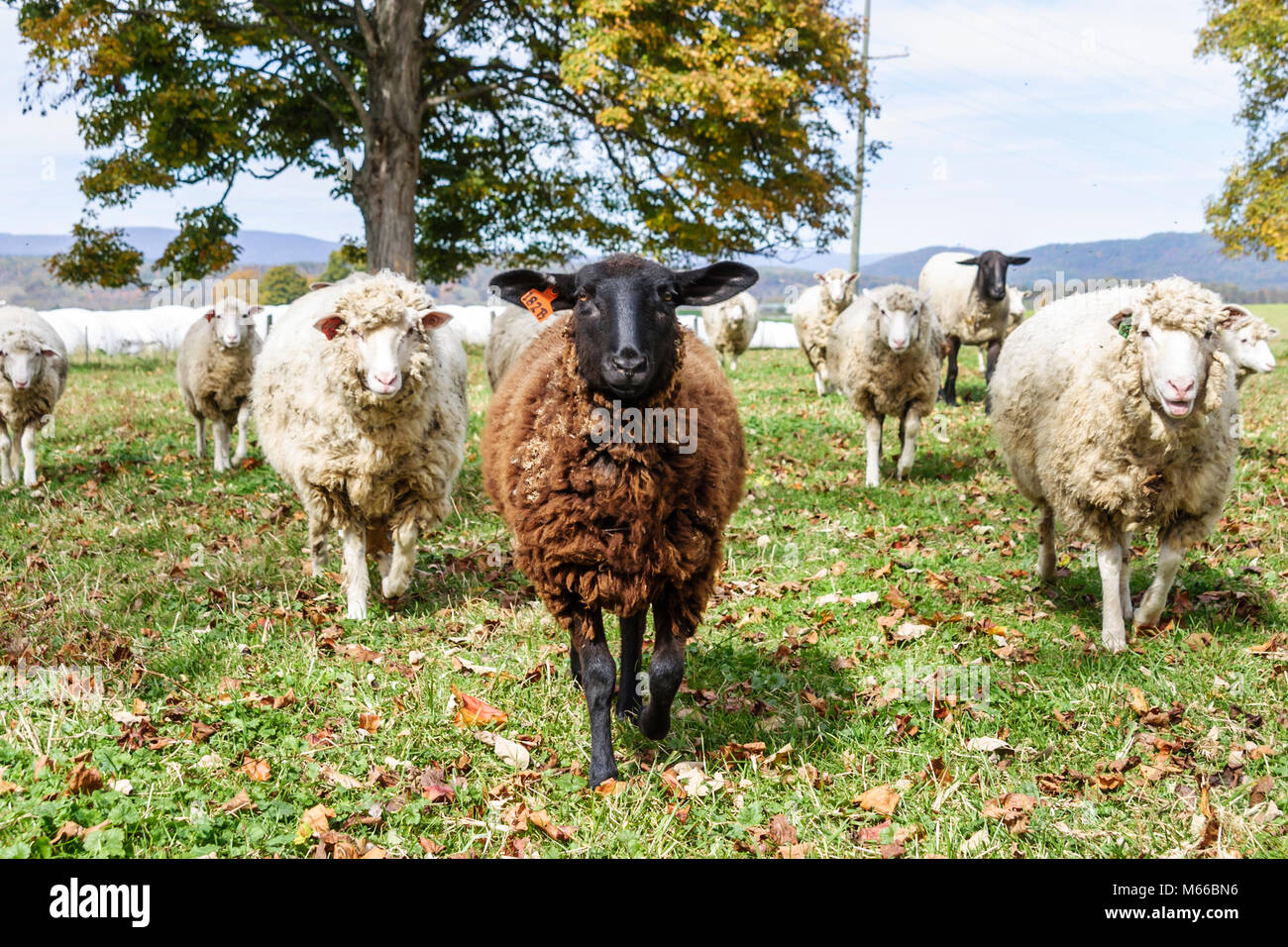 Livestock farming farming hi-res stock photography and images - Alamy