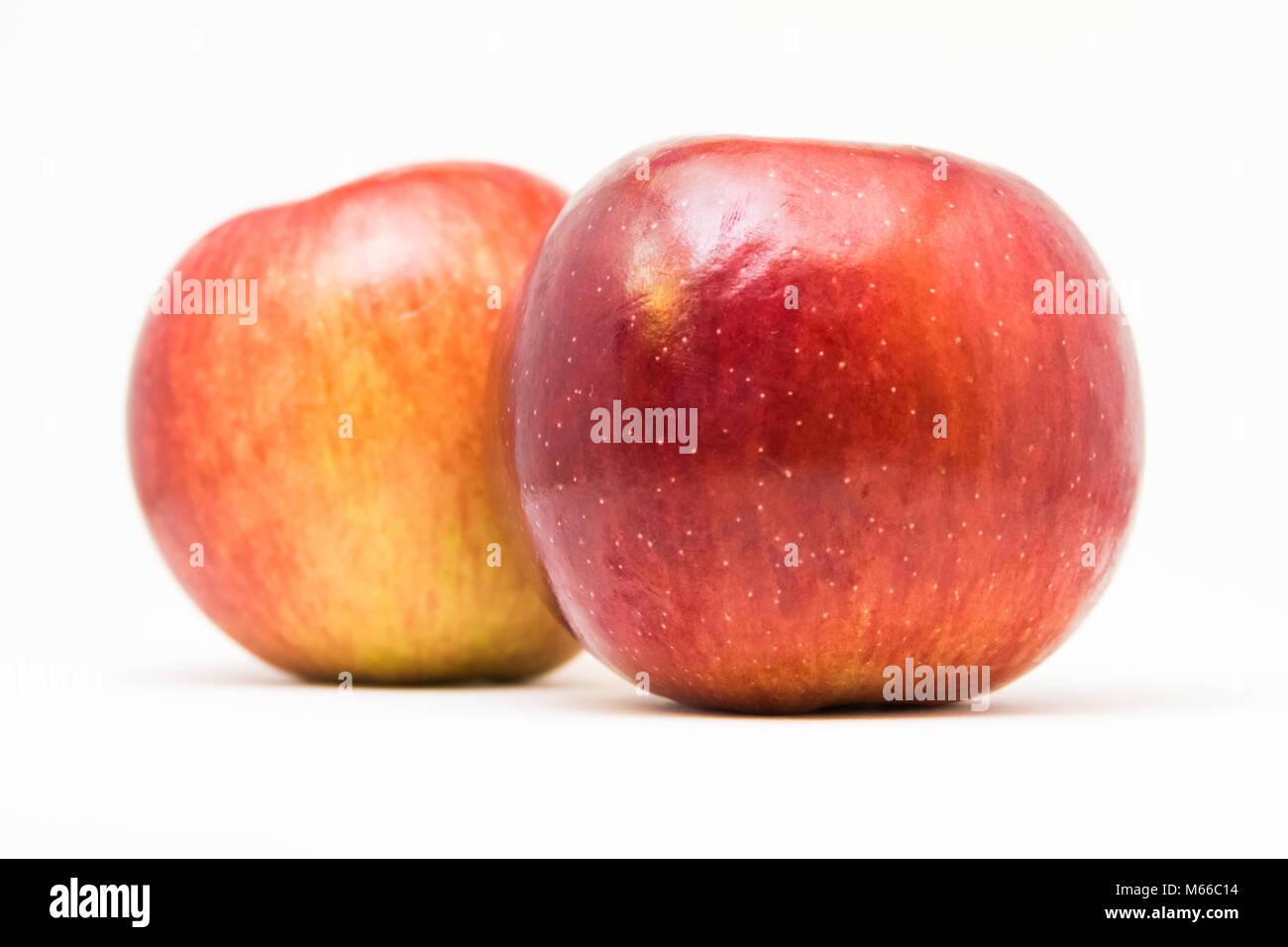 Two red apples isolated on white, bright smooth red skin and tiny white ...