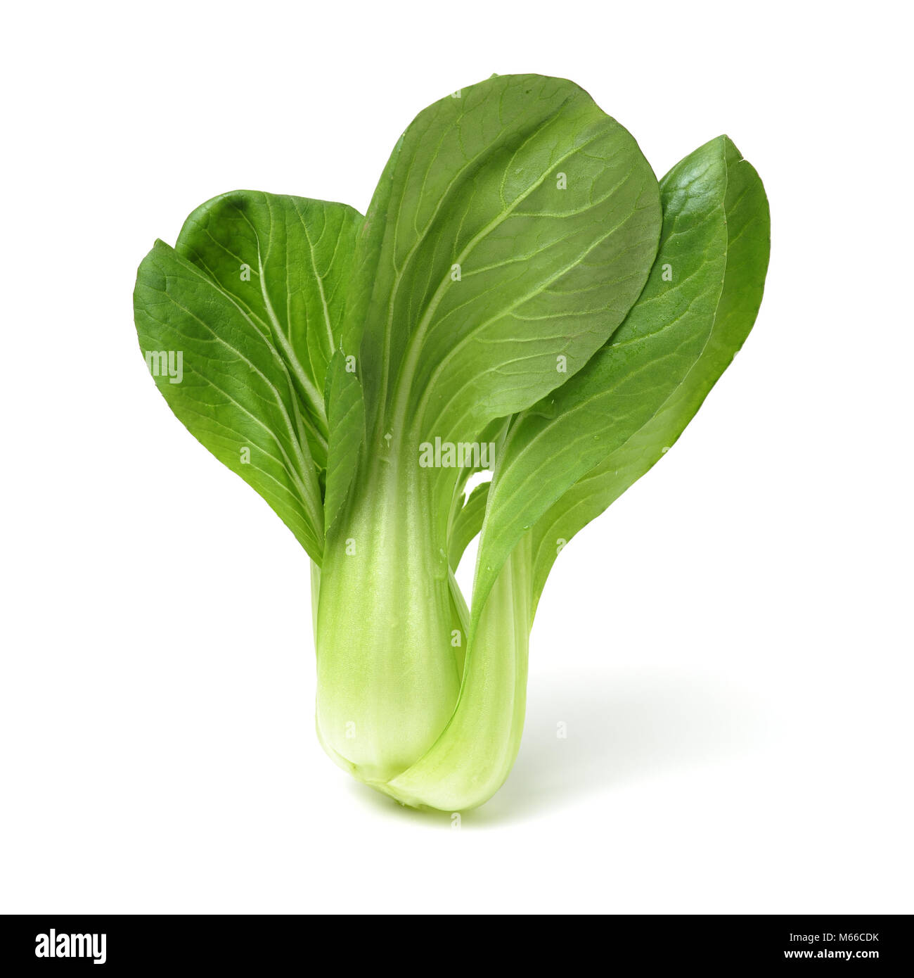 Pak choi isolated on white background stock photo Stock Photo - Alamy