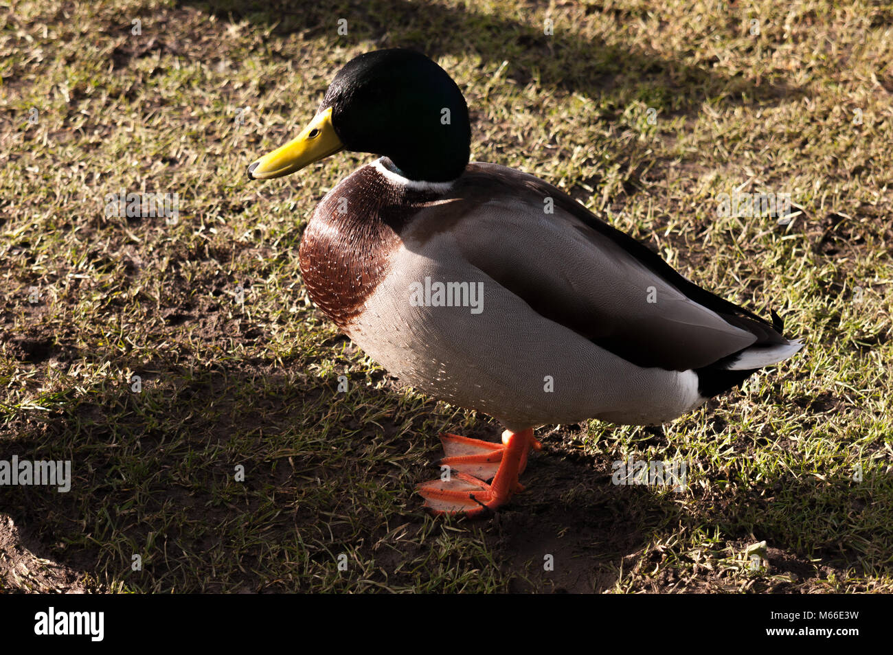 male mallard portrait resting on grass in sun light; essex; england; uk ...