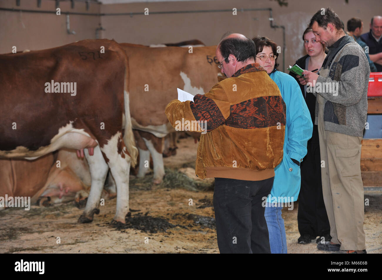Cattle auction hall hi-res stock photography and images - Alamy