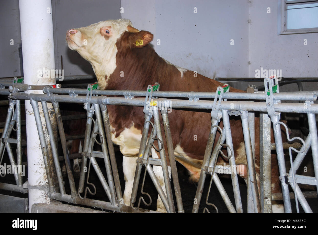 Cattle fattening 27 Stock Photo - Alamy