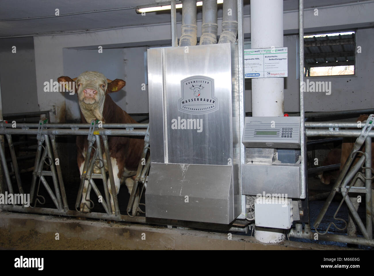 Cattle fattening 28 Stock Photo - Alamy