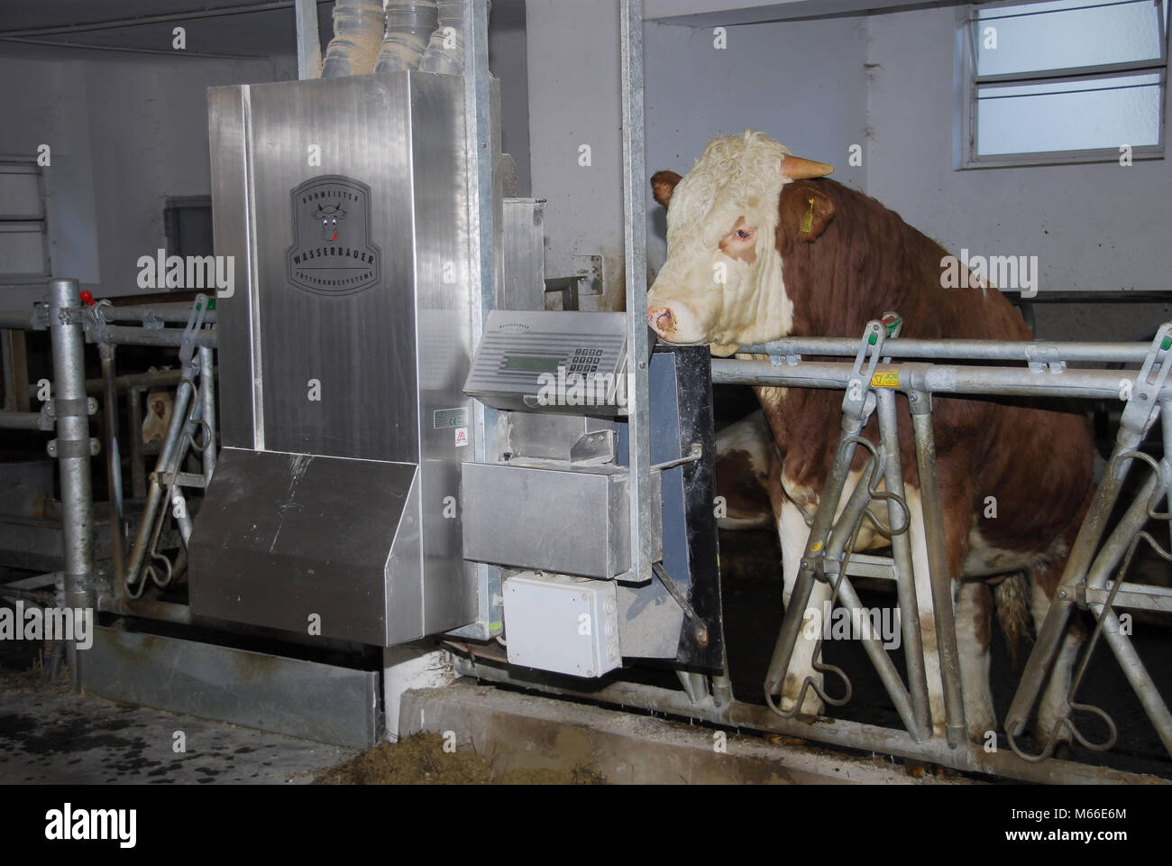 Cattle fattening 31 Stock Photo - Alamy