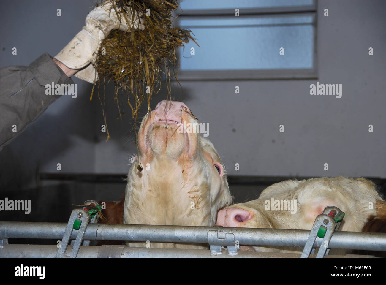 Cattle fattening 34 Stock Photo - Alamy