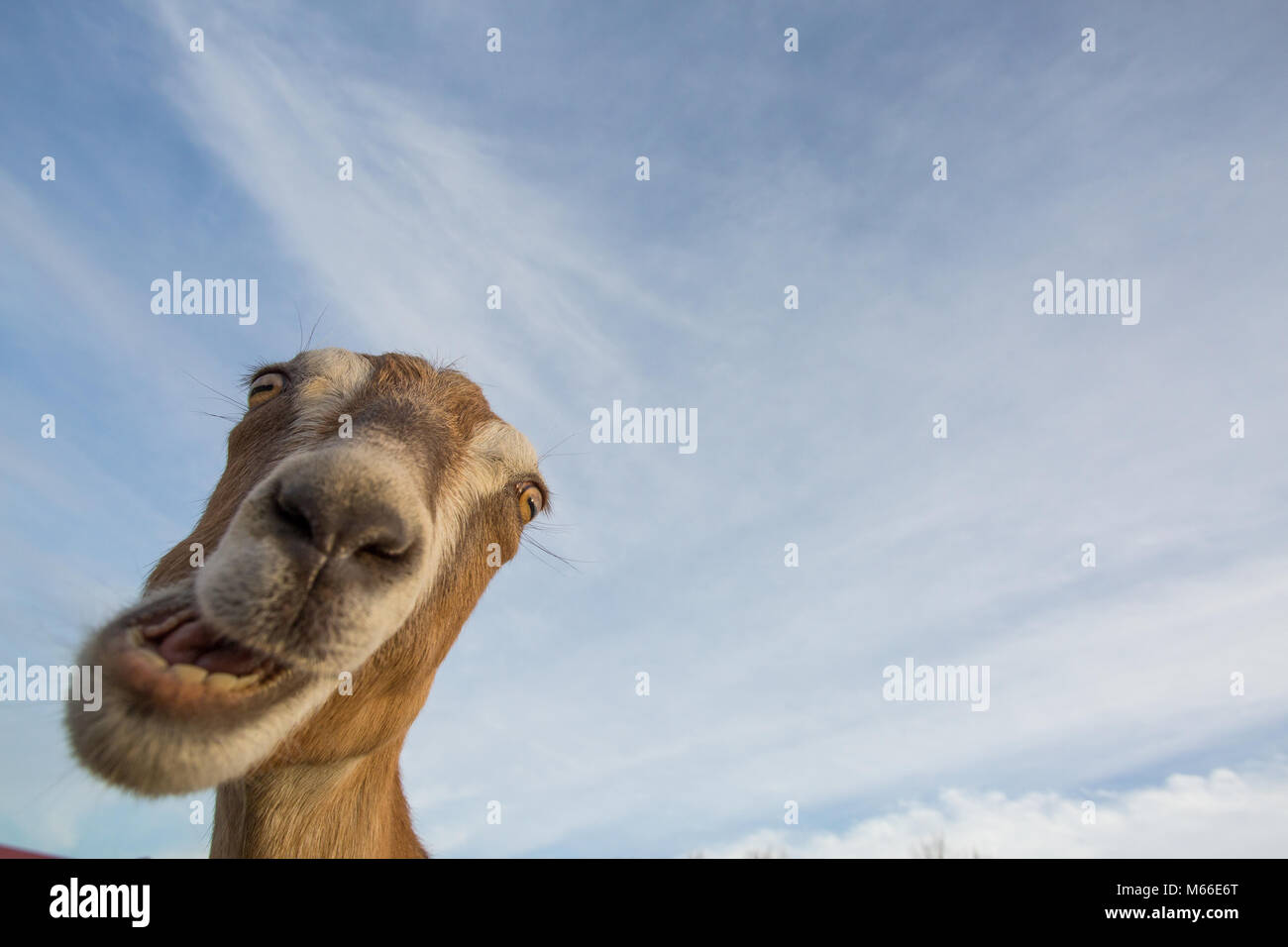 Funny goat hi-res stock photography and images - Alamy