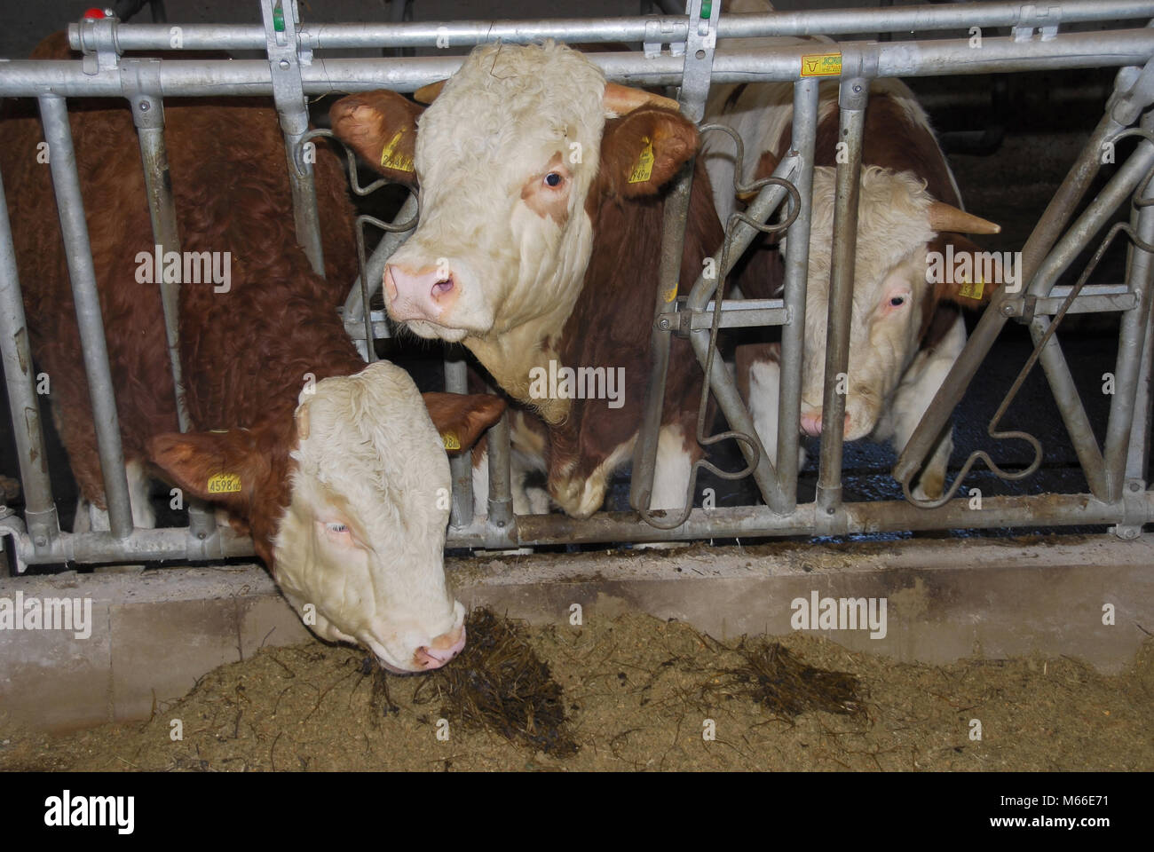 Cattle fattening 35 Stock Photo - Alamy
