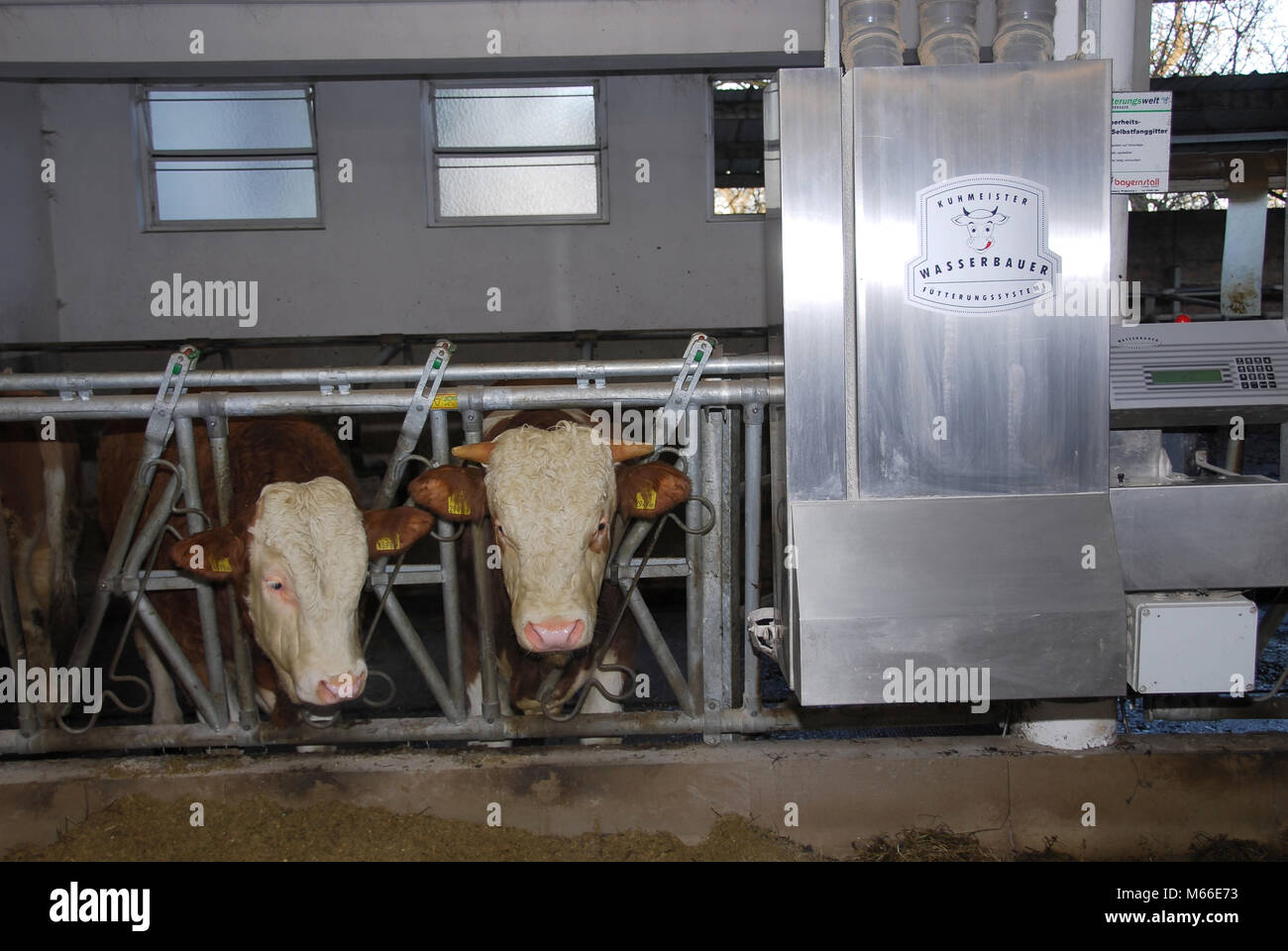 Cattle fattening 36 Stock Photo - Alamy