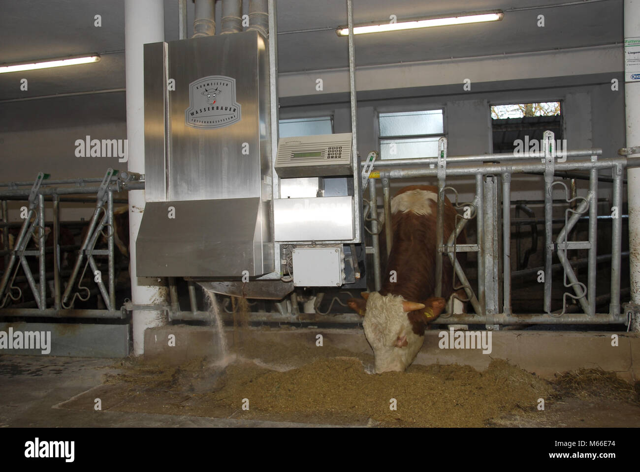 Cattle fattening 37 Stock Photo - Alamy