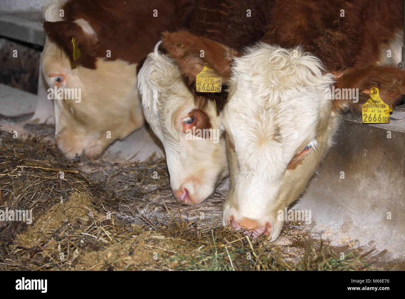 Cattle fattening 38 Stock Photo - Alamy
