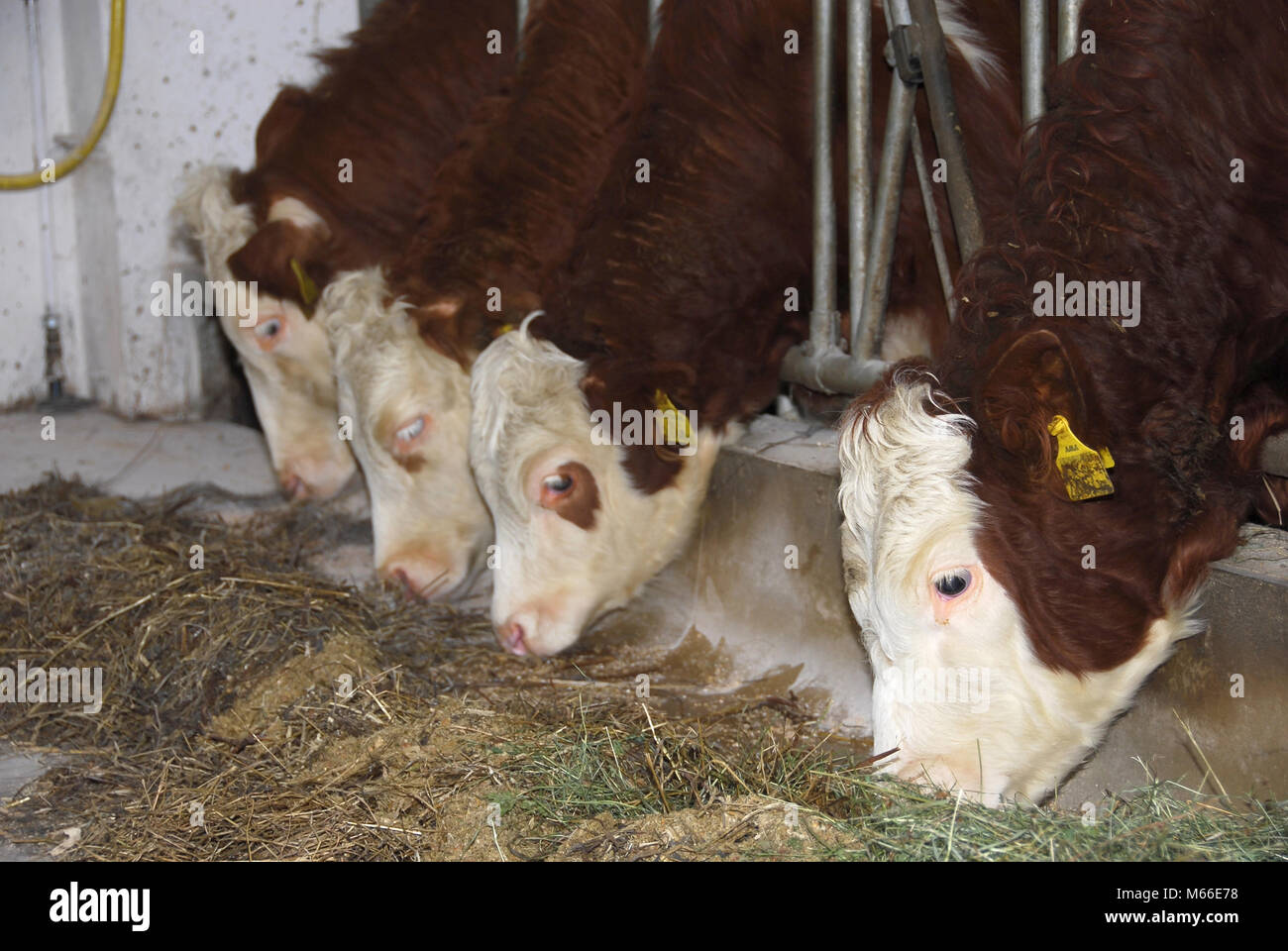 Cattle fattening 39 Stock Photo - Alamy