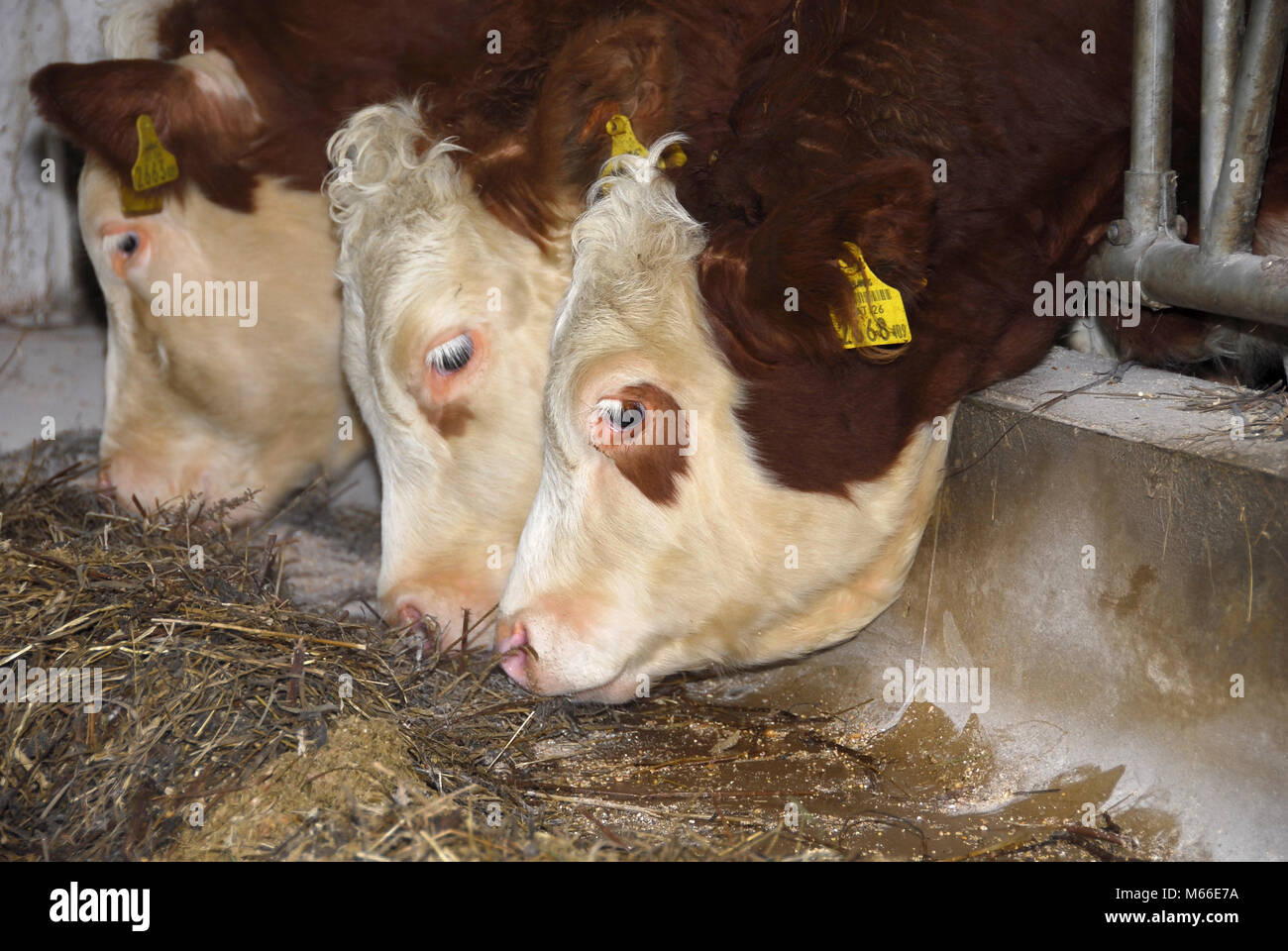 Cattle fattening 40 Stock Photo - Alamy