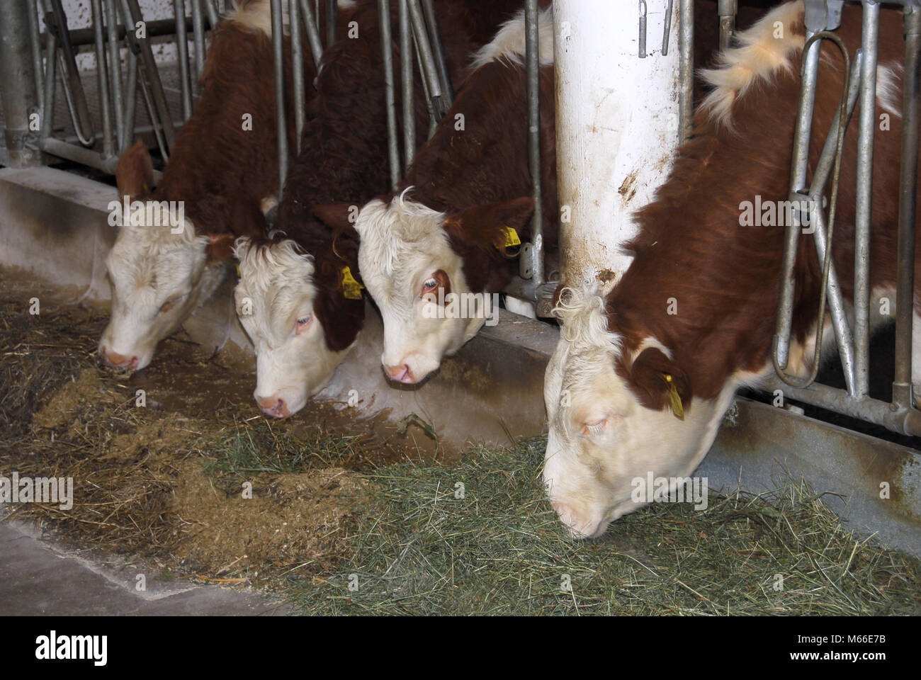 Cattle fattening 41 Stock Photo - Alamy