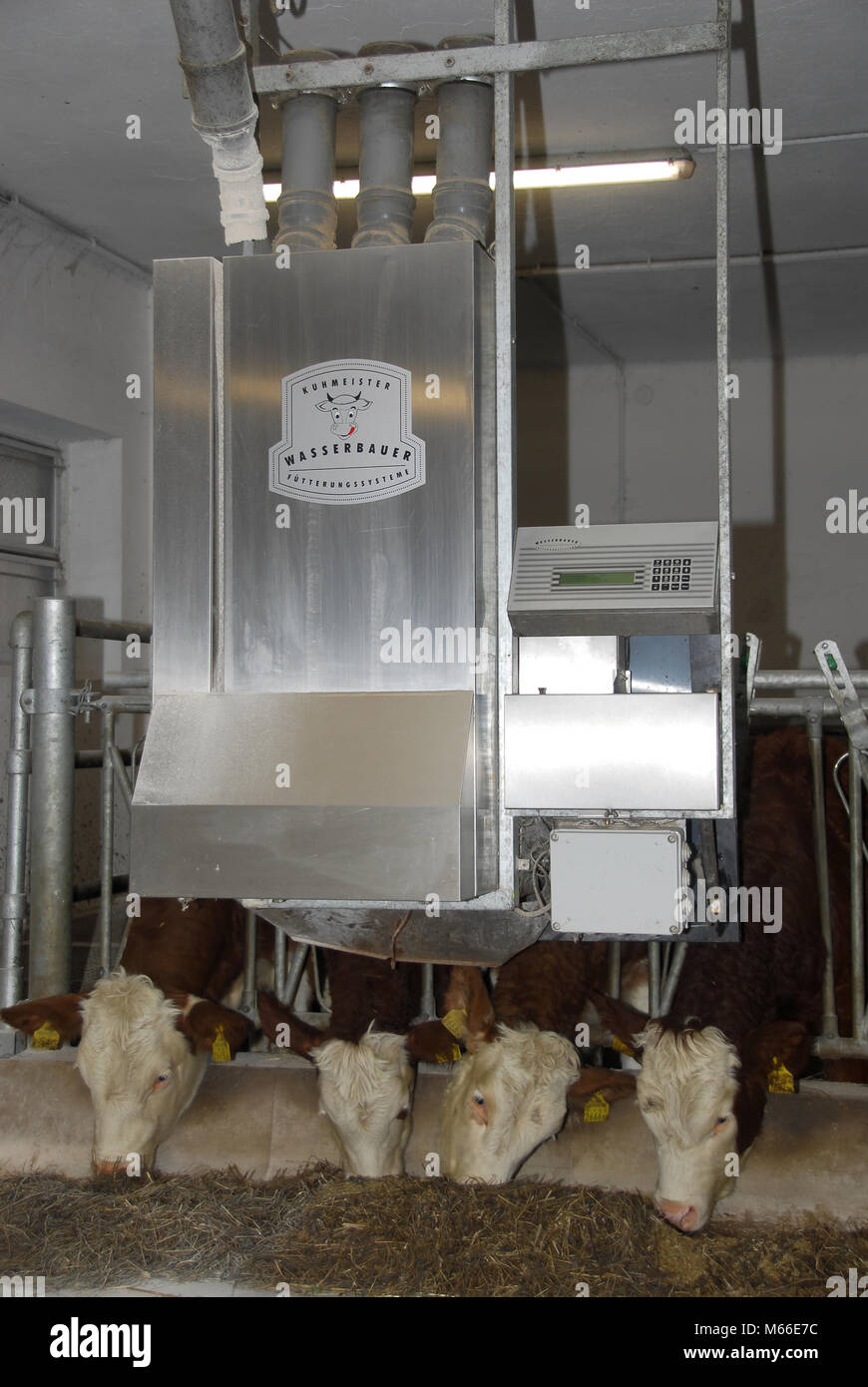 Cattle fattening 42 Stock Photo - Alamy