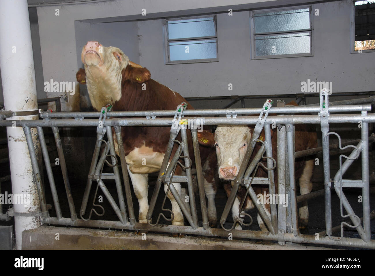 Cattle fattening 44 Stock Photo - Alamy