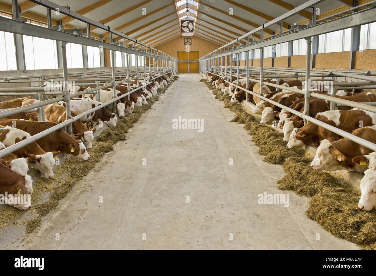 Cattle fattening 46 Stock Photo - Alamy