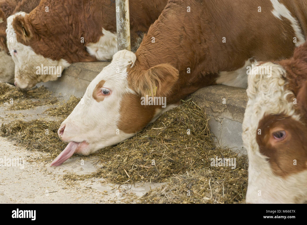 Cattle fattening 47 Stock Photo - Alamy