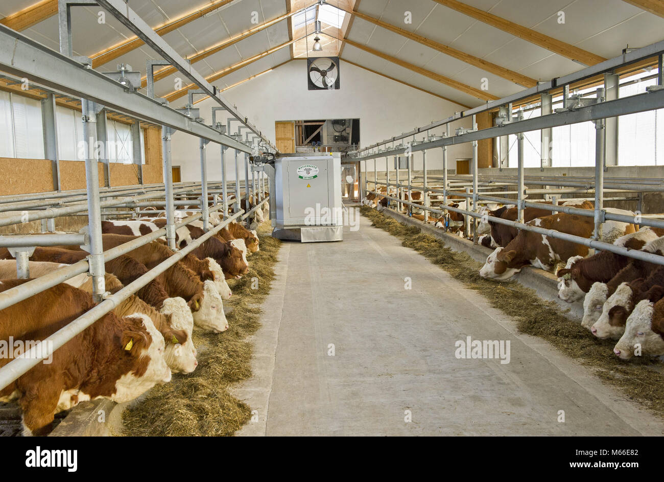 Cattle fattening hi-res stock photography and images - Alamy