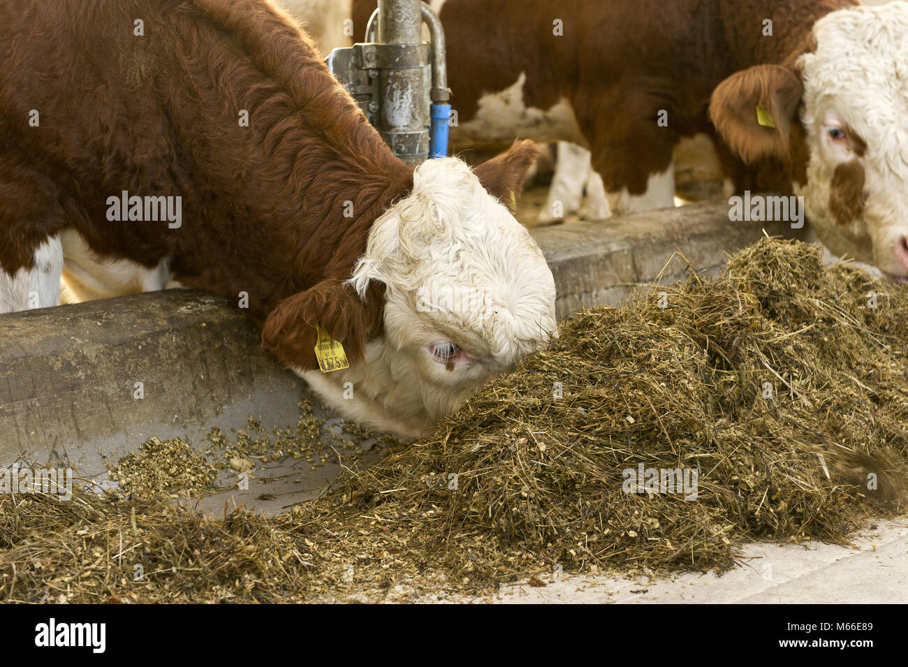 Cattle At Feed Bunk High Resolution Stock Photography and Images - Alamy